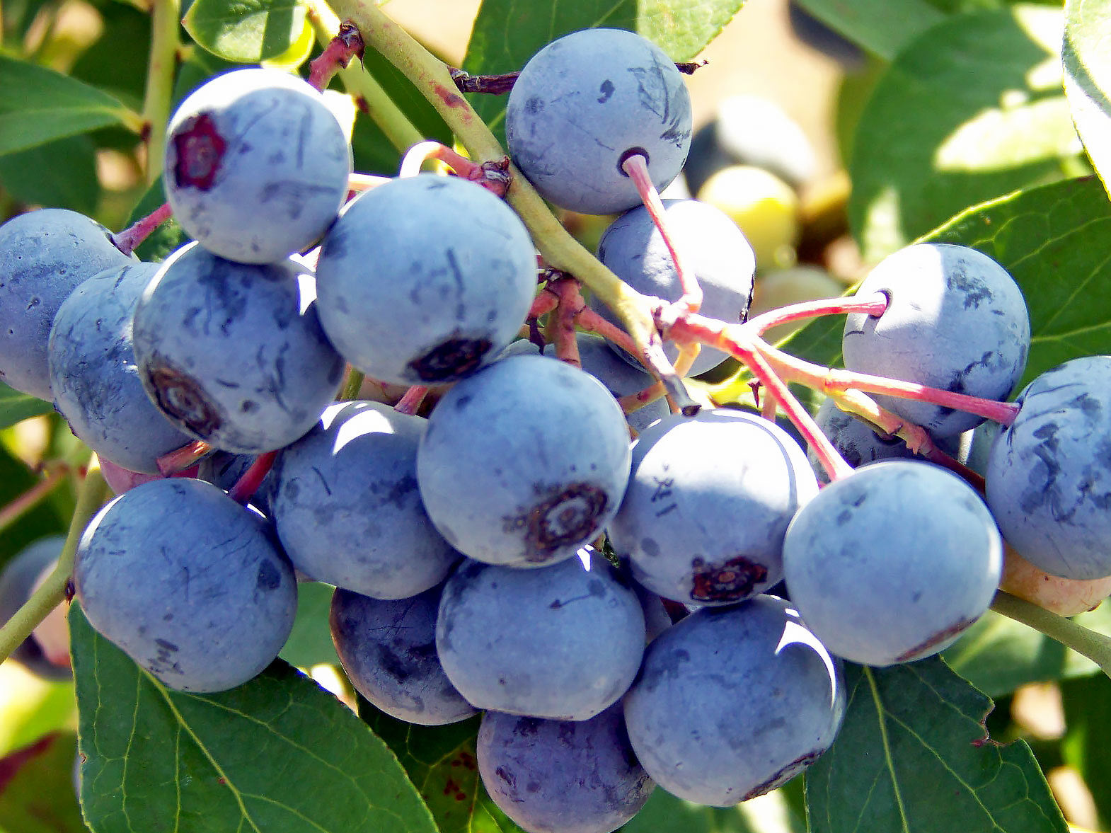 Blueberries – Bottoms Nursery