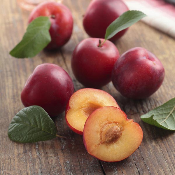 Plums – Bottoms Nursery