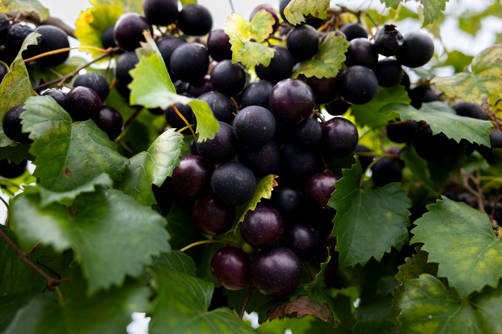 "Mighty Fine™" Muscadine (1 Gallon/Trade Gallon) – Bottoms Nursery