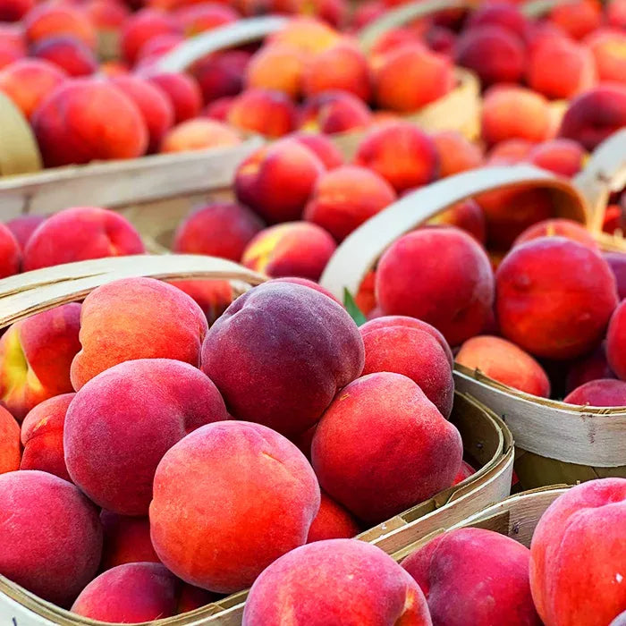 Ruby Prince Peach (bare root) – Bottoms Nursery