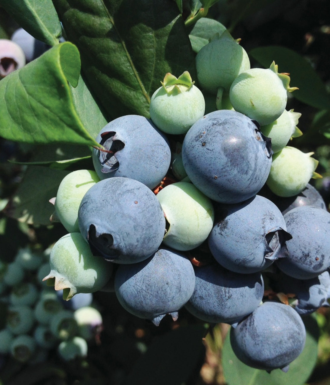 Suzi Blue 1 Gallon – Bottoms Nursery