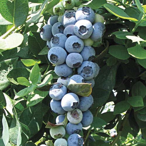 EMERALD Blueberry (1 Gallon Container) – Bottoms Nursery