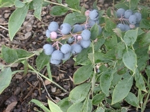 AUSTIN Blueberry (3 Gallon Container) – Bottoms Nursery