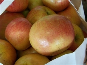 FUJI Apple (bare root) – Bottoms Nursery