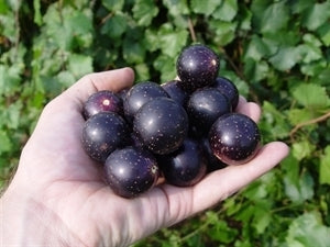 JUMBO Muscadine (1 Gallon Container/Trade Gallon) – Bottoms Nursery