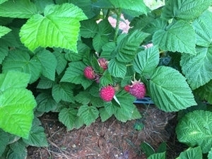 HERITAGE Raspberry (1 Gallon Container/Trade Gallon) – Bottoms Nursery